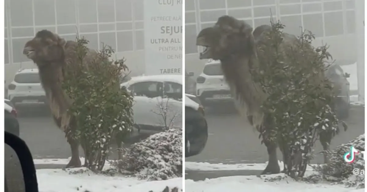 VIDEO Imagini virale: Cum a ajuns o cămilă să mănânce tufișuri pe ...