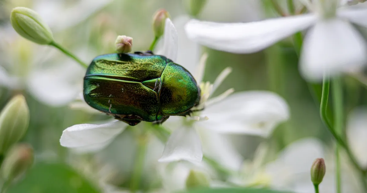 O nouă invazie de insecte se apropie de graniță: grădinile și curțile ...