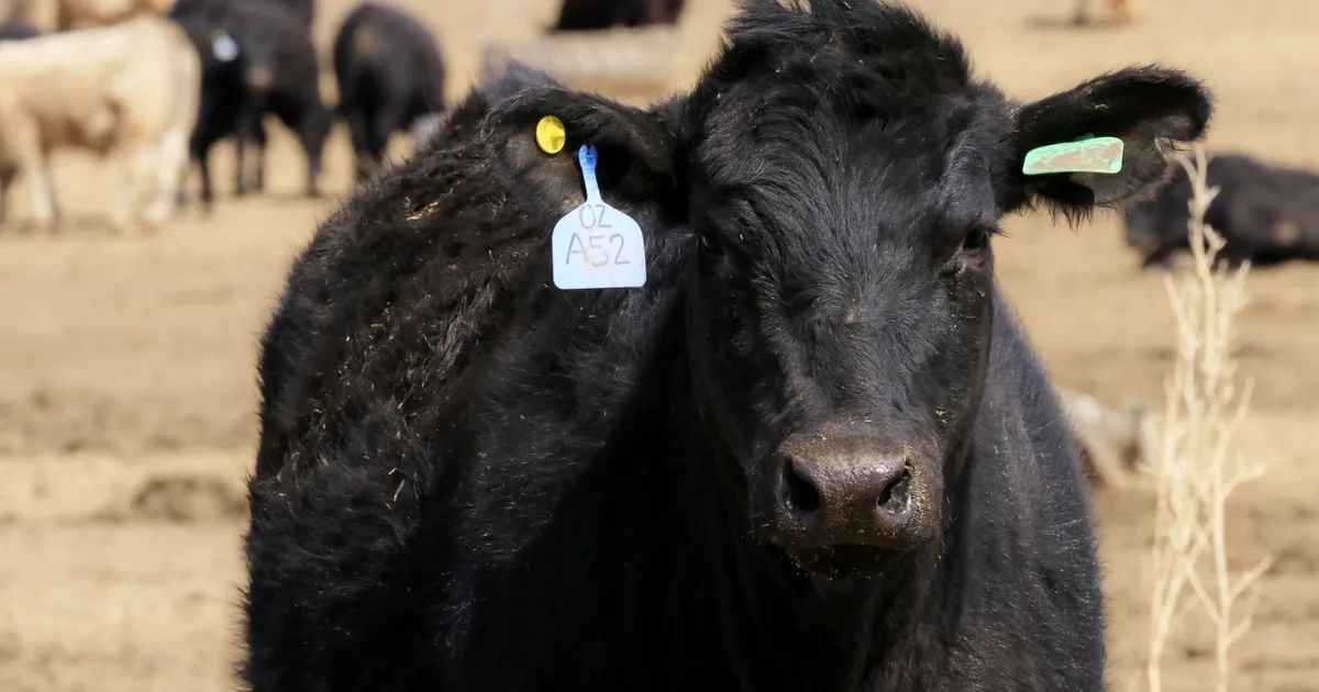 Zeci de vaci din rasa Black Angus au fost furate de pe un câmp, în ...