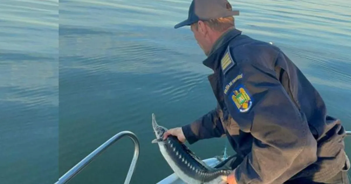 Captură record în Deltă! Polițiștii au confiscat peste o tonă de pește ...