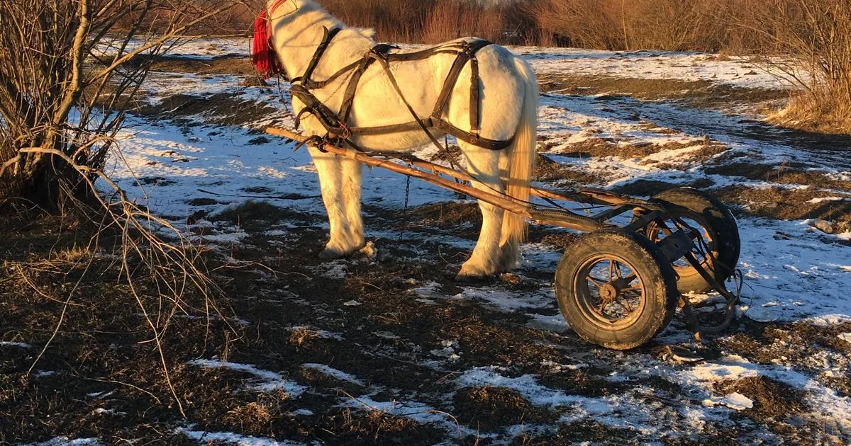 Un bărbat a fost găsit înecat în râul Moldova. Caii și căruța erau ...