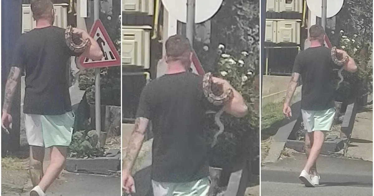 Cu ce animal de companie a ieșit la plimbare un tânăr. Imagini de ...