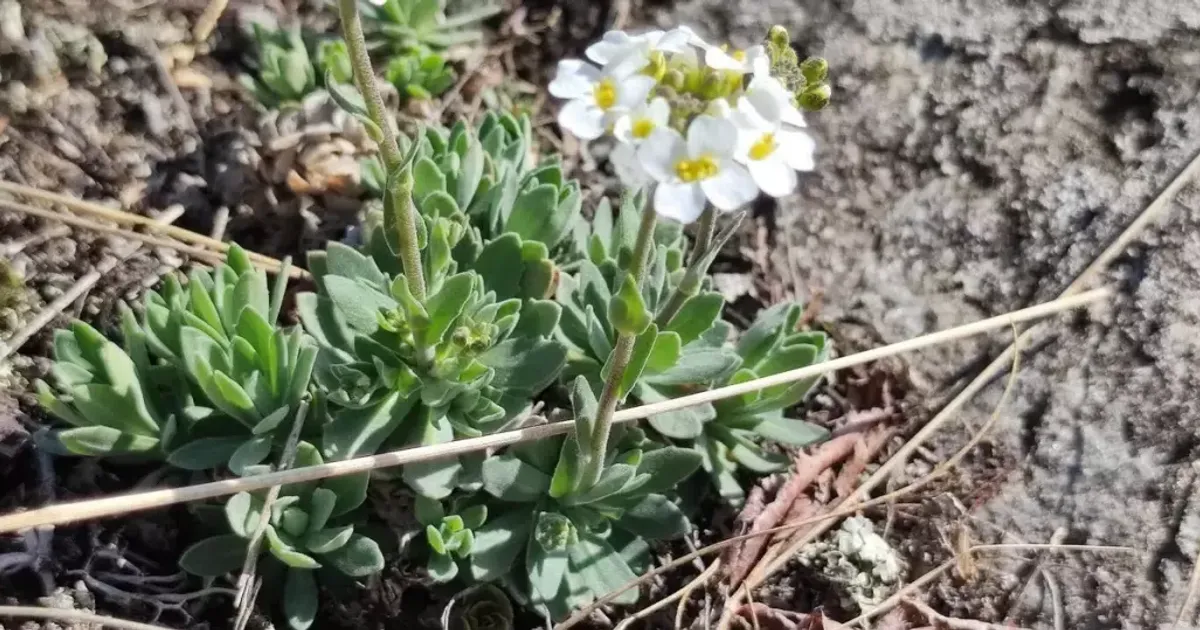 Planta unică în România descoperită pe malul Lacului Stânca-Costeşti ...