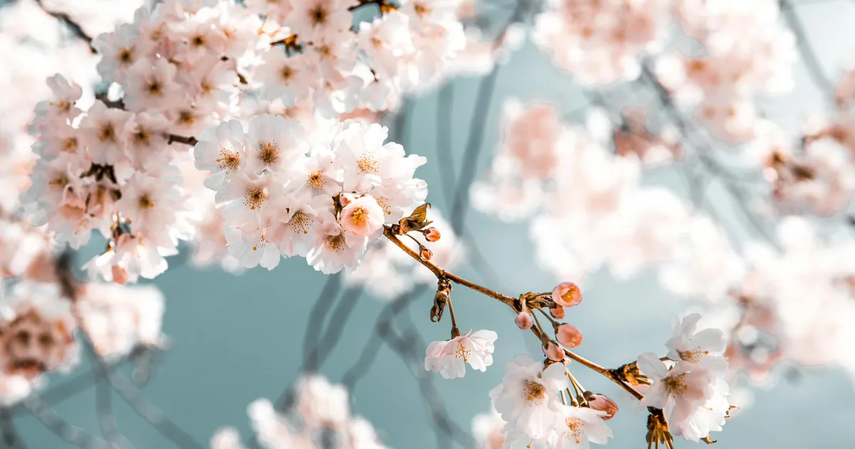 De ce există patru anotimpuri? Oamenii de știință au răspunsul la această întrebare • Newsweek ...