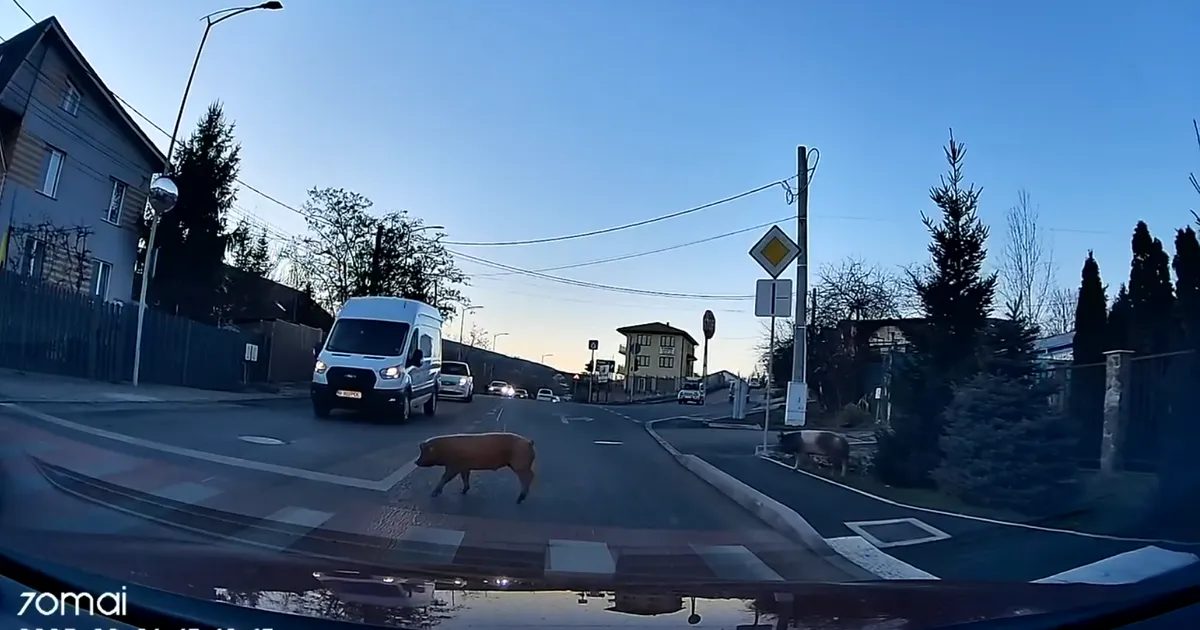 Imagini virale din Cluj, după ce doi porci au fost surprinși traversând ...