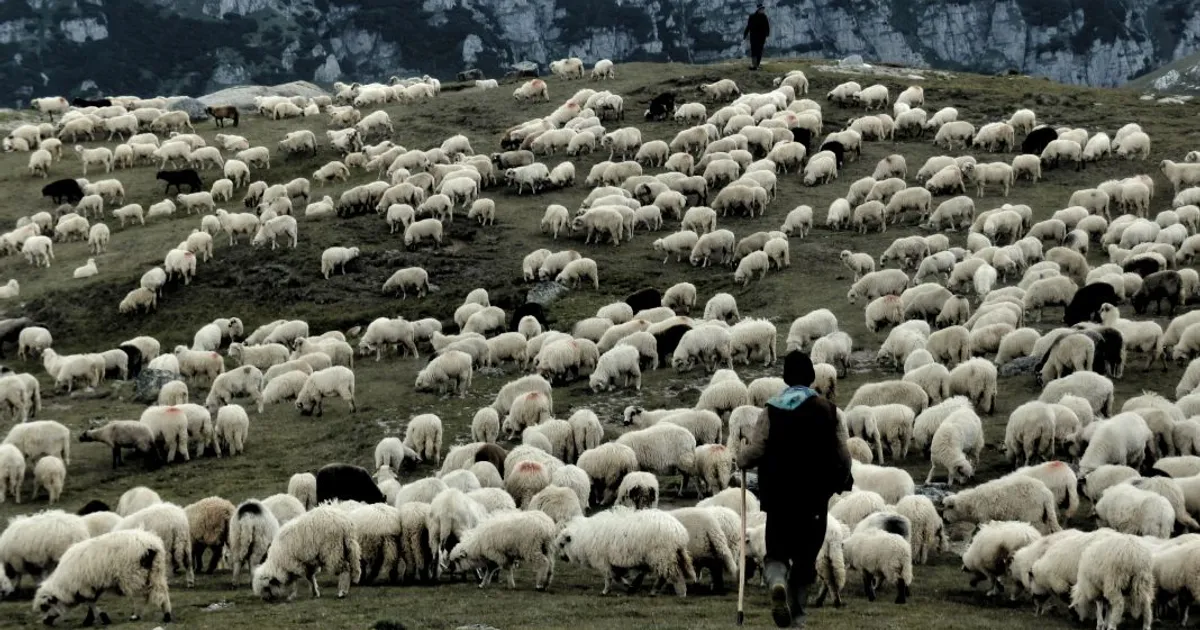 Un judeţ din România a intrat cu transhumanţa în patrimoniul UNESCO ...