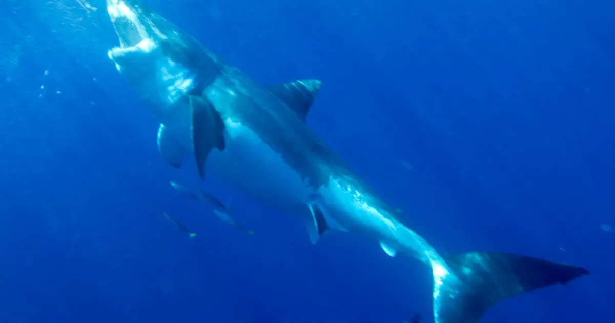 Delfinii și pasagerii unui avion care se prăbușea au salvat viața unui ...