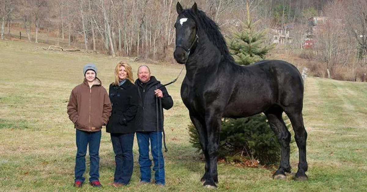 Animale gigant. Multe dintre ele sunt specii obișnuite însă au ...