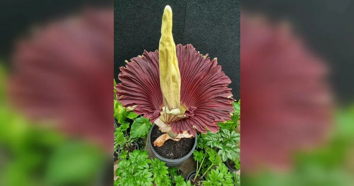 „Planta cadavru” a înflorit după 15 ani în Australia. Miroase a carne ...