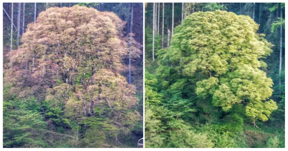 Copacul din România care rămâne „verde” și iarna. Aici s-ar fi întâlnit ...