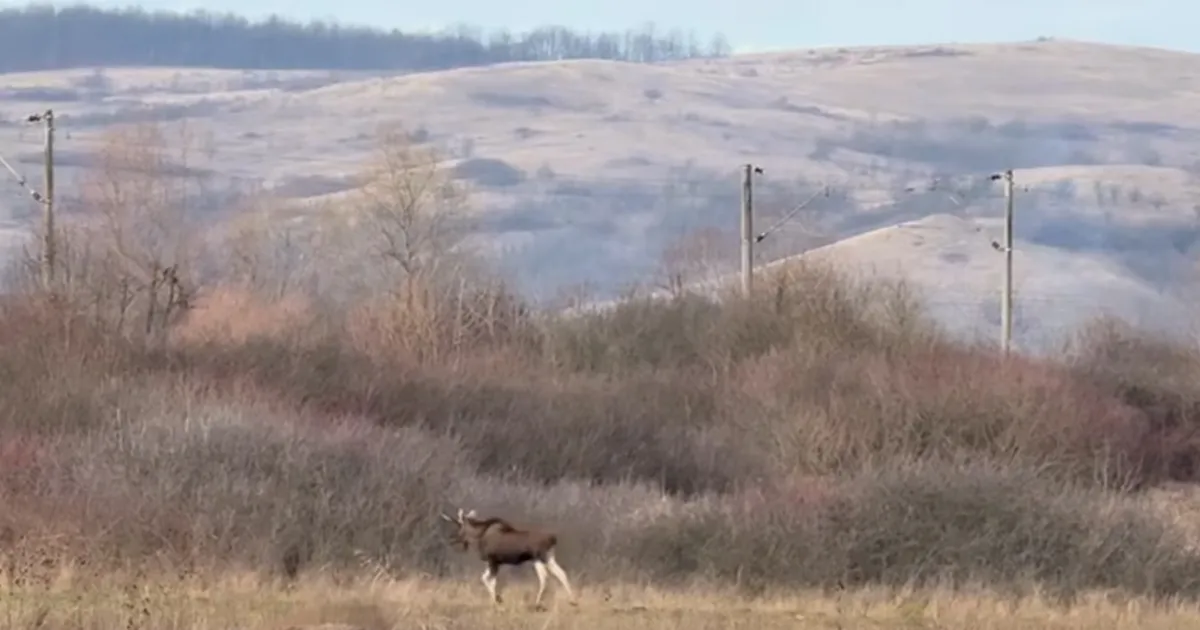 VIDEO Un elan, surprins în sălbăticie în România. Specialiștii nu știu ...