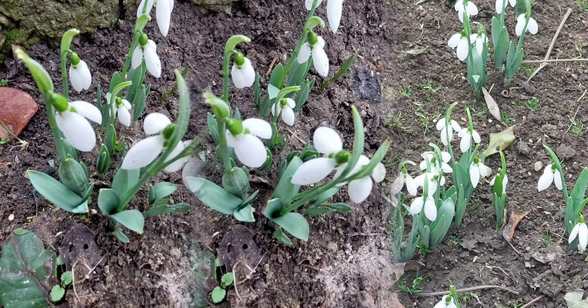 VIDEO METEO Invazie de ghiocei în miezul iernii. Specialiștii cred că ...