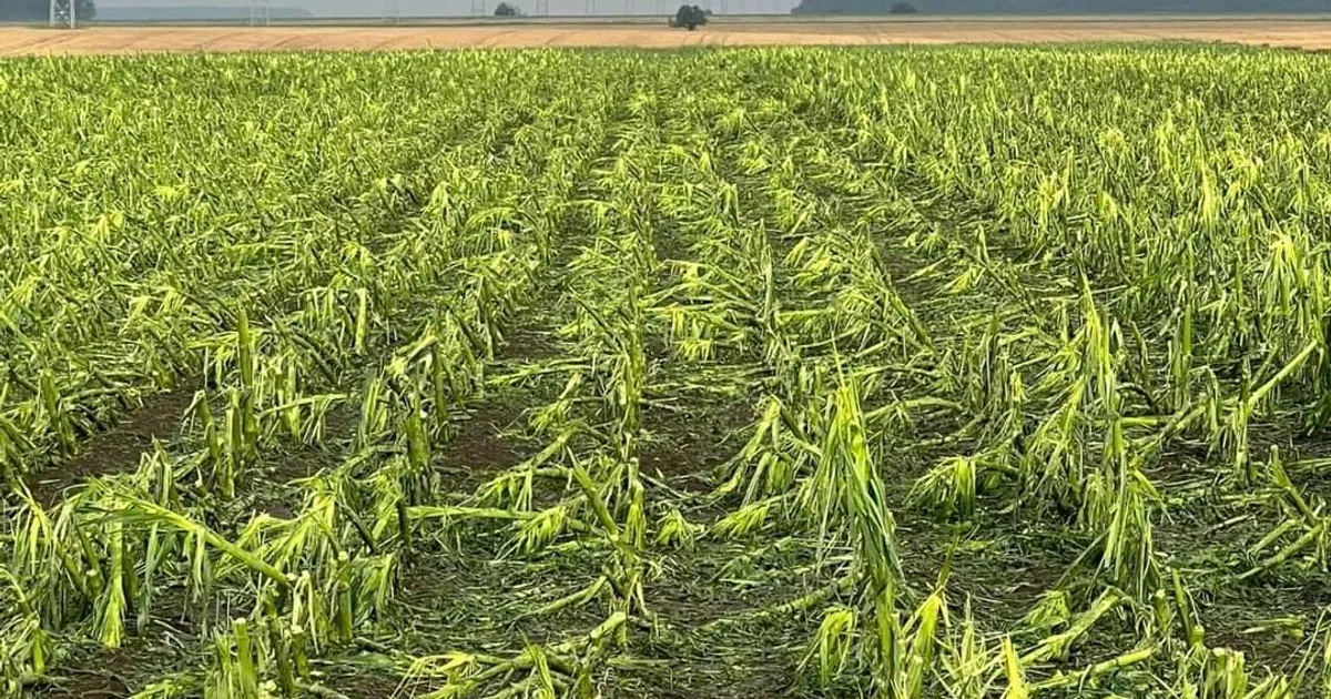Seceta și grindina, dezastru în agricultură. Peste 40% din agricultorii ...