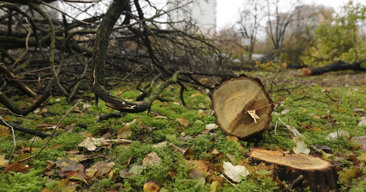 Noi tăieri ilegale de copaci în Parcul IOR, partea retrocedată. Cine ...