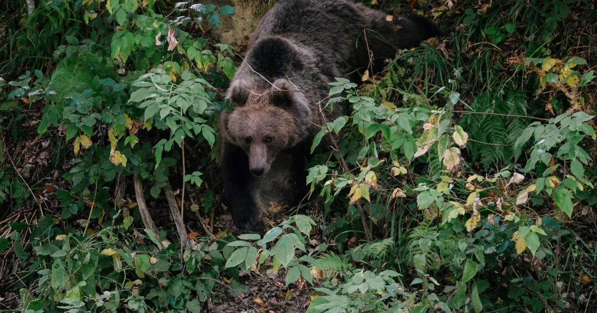 Turist străin atacat de un urs într-o pădure. Salvatorii au intervenit ...